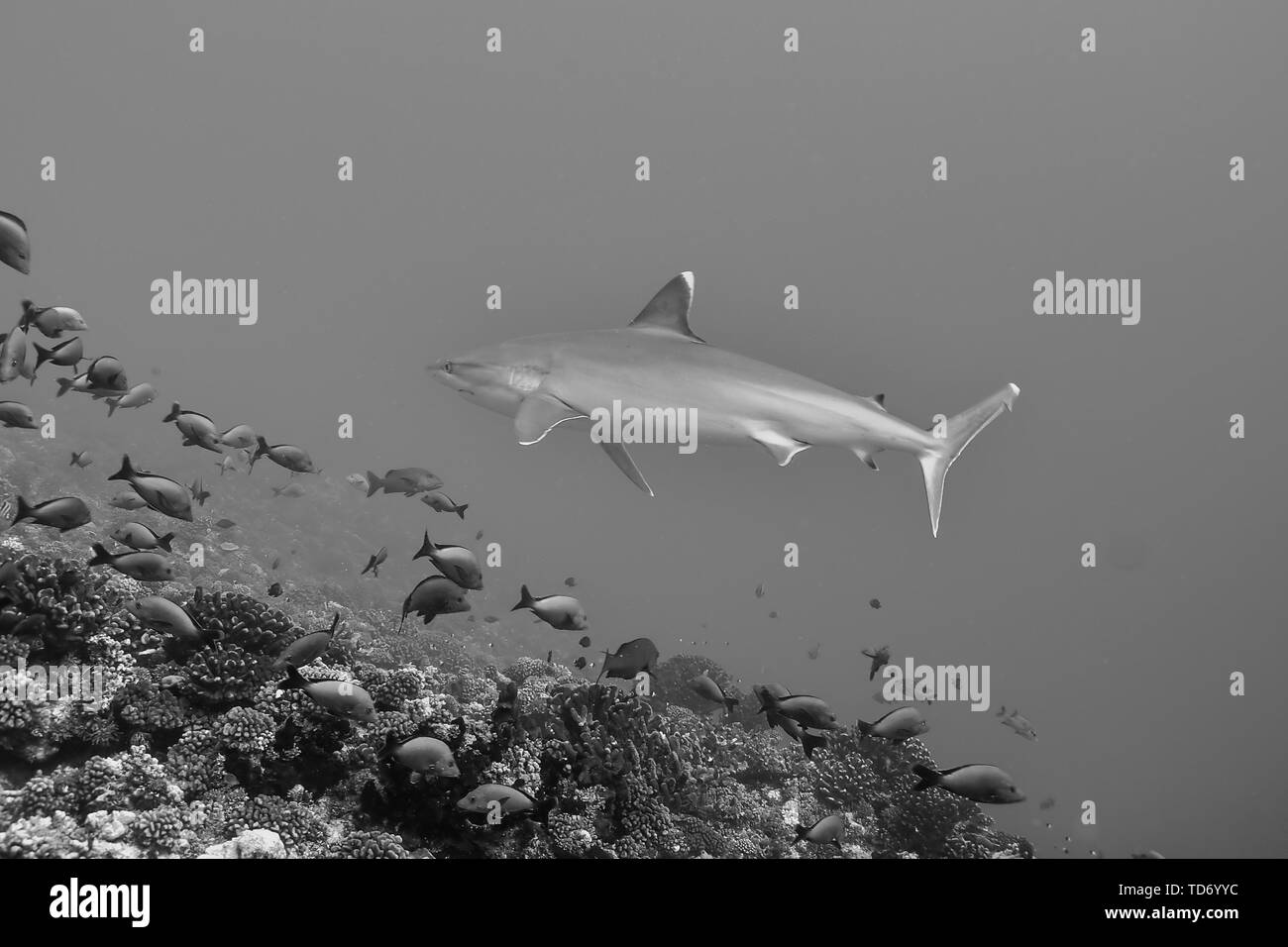 Silvertip shark Carcharhinus albimarginatus) in Avatoru pass, Rangiroa ...