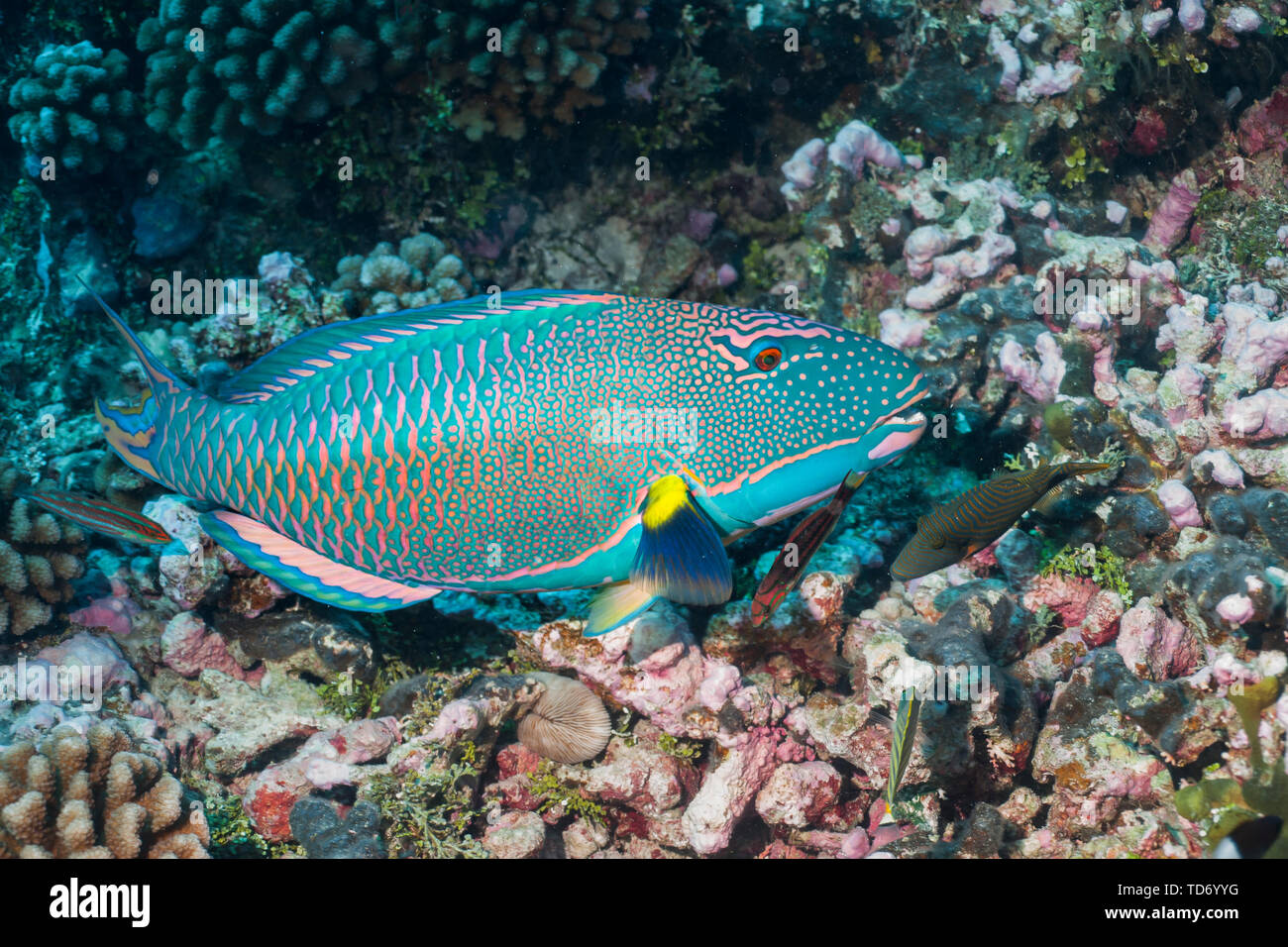 Parrot fish (Scaridae Stock Photo - Alamy
