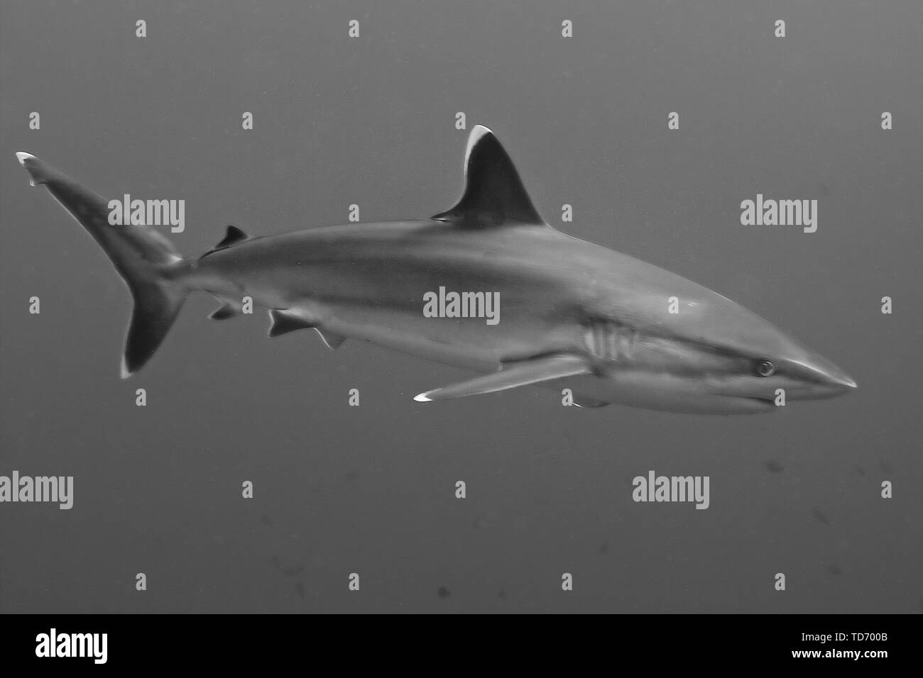 Silvertip shark Carcharhinus albimarginatus) in Avatoru pass, Rangiroa ...