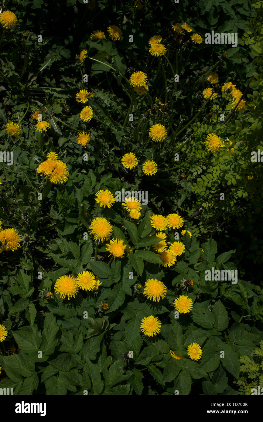 Detail of nature - ground with grass and Yellow dandelion flowers as ...
