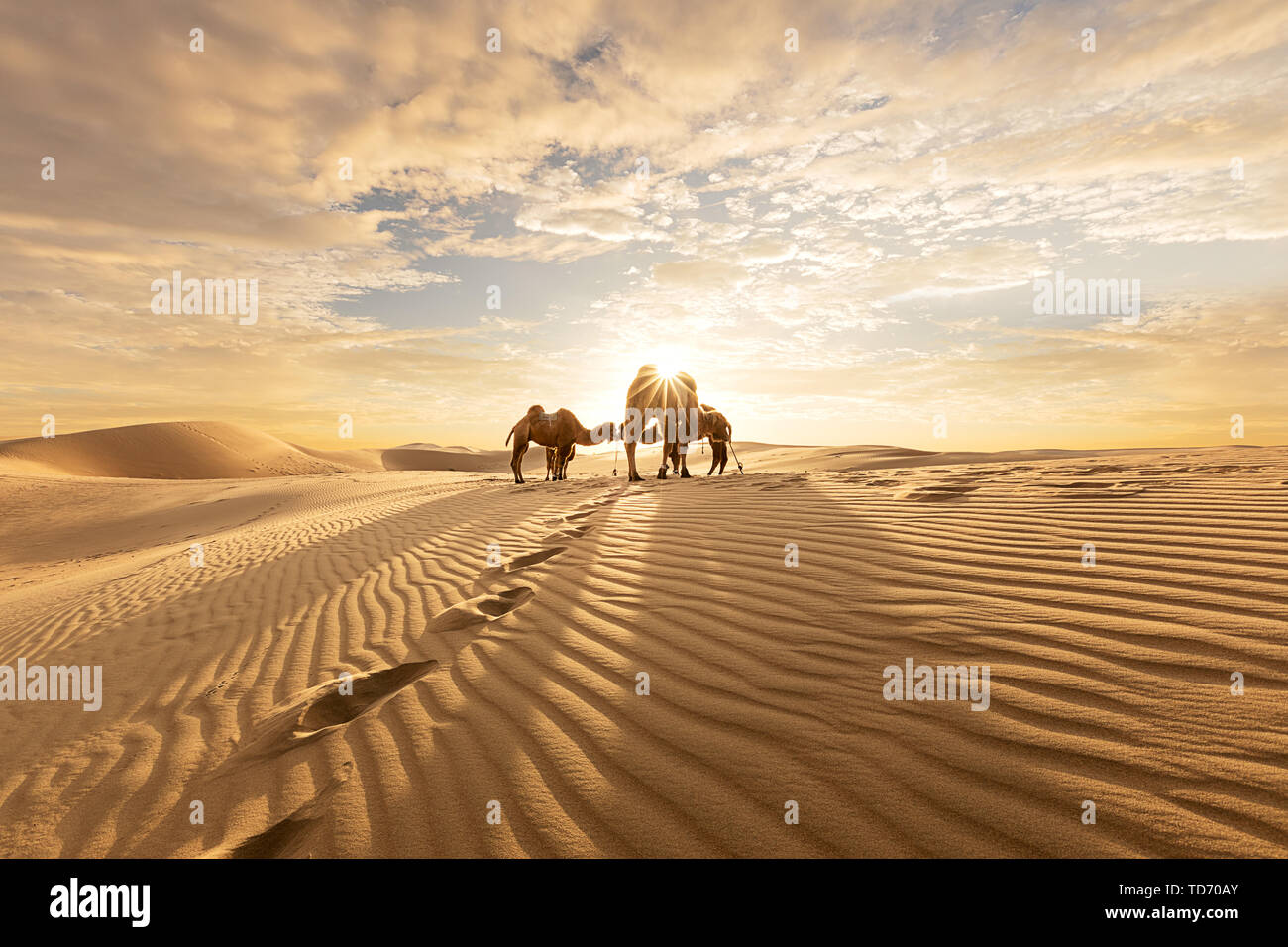Camel in the morning light Stock Photo - Alamy