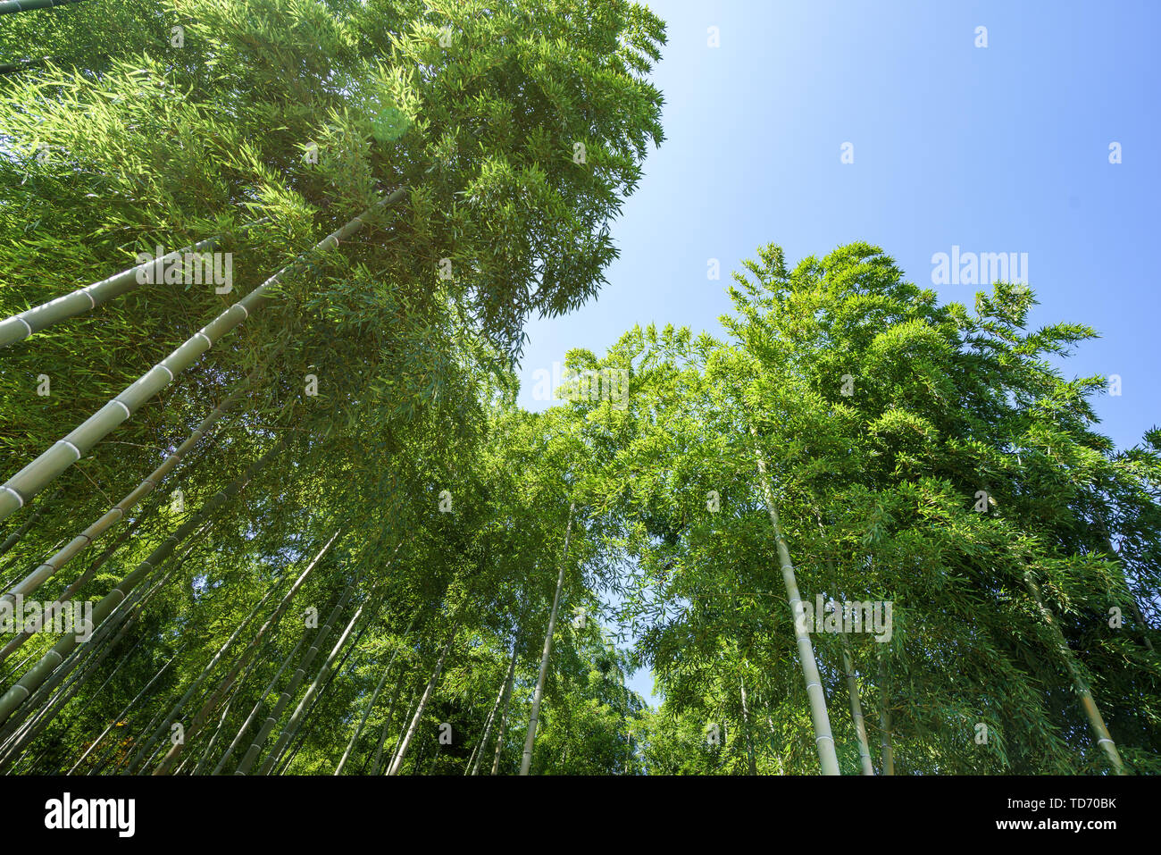Anji bamboo forest hi-res stock photography and images - Alamy