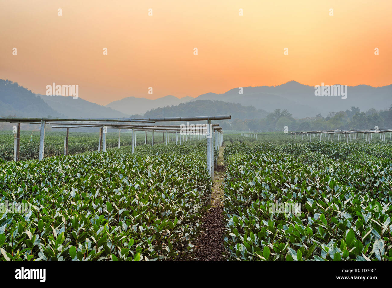 Tea plant garden in rural area Stock Photo - Alamy