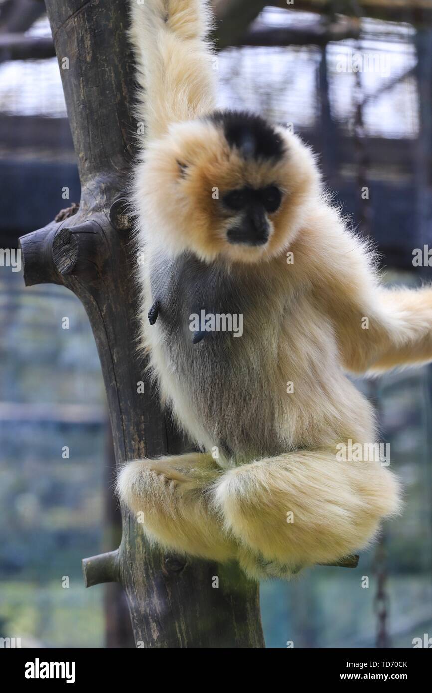 Everything revived, and the animals in the zoo ushered in spring Stock ...