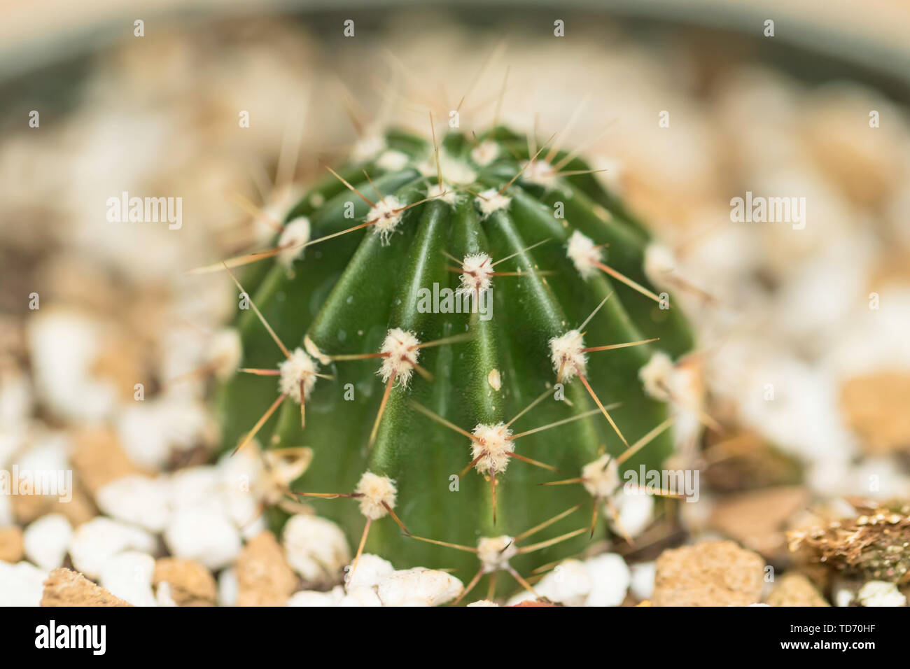 Cactus under microscopic Stock Photo - Alamy