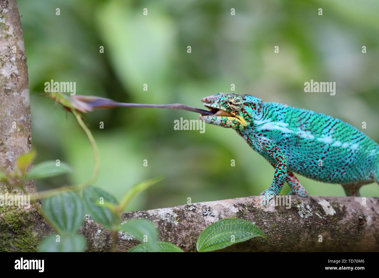 A chameleon hunting in Madagascar Stock Photo - Alamy