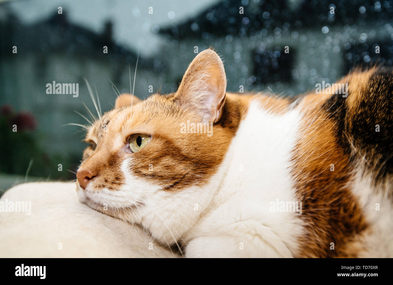 Cute pensive melancholic cat with open eyes on the cat tree near the ...