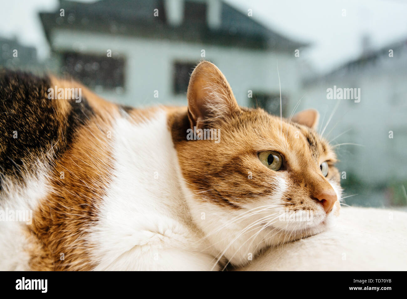 Cute pensive melancholic cat sleeping on the cat tree near the window ...