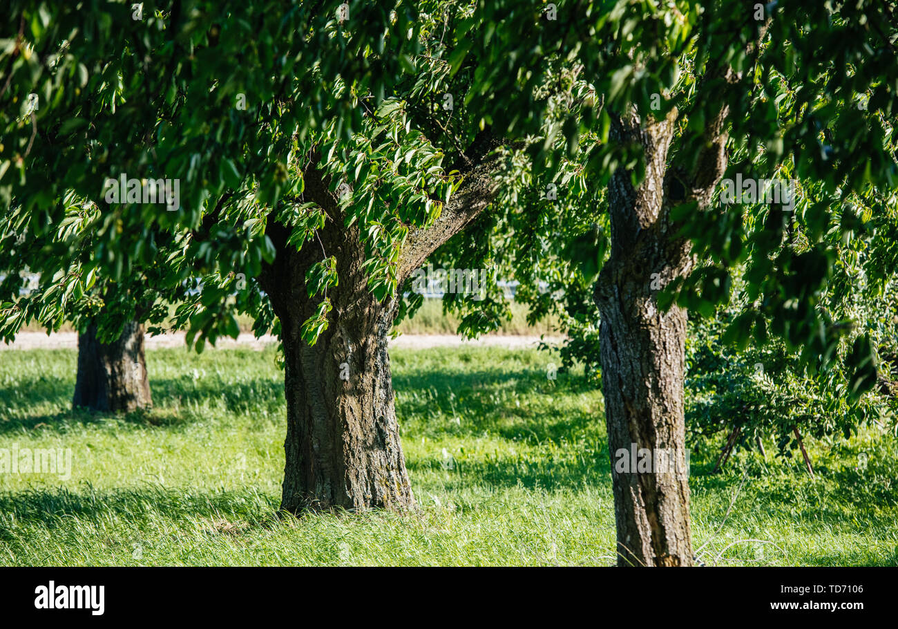 Old cherry trees cherry orchard blooming hi-res stock photography and ...