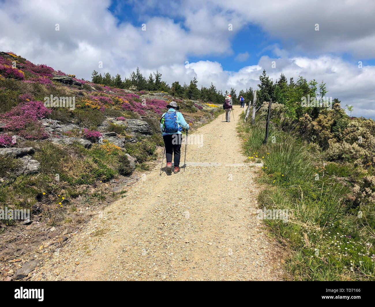 Travelers with backpacks and trekking sticks, hiking poles on on ground ...