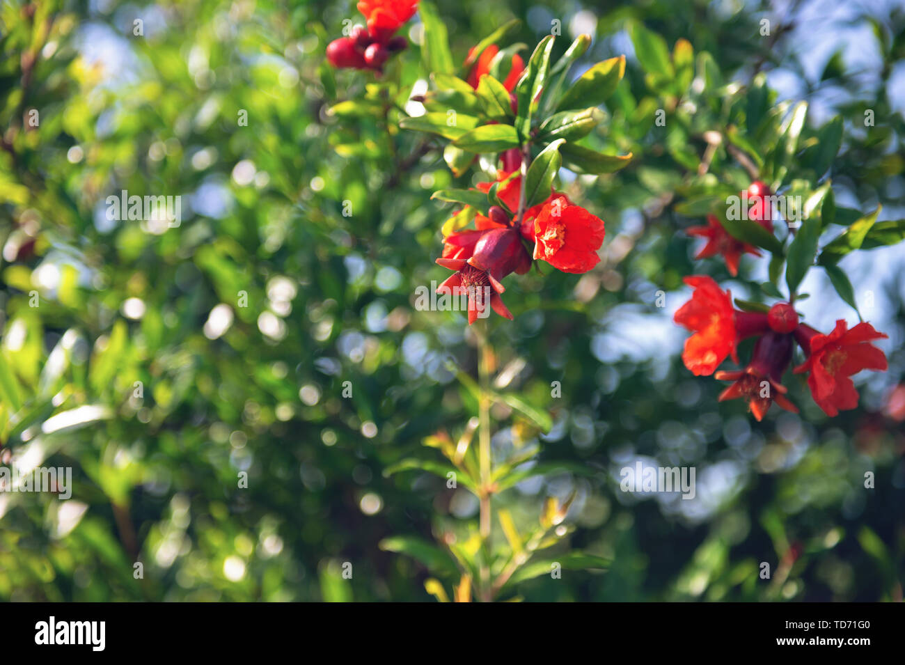Pomegranate tree ornamental hi-res stock photography and images - Alamy