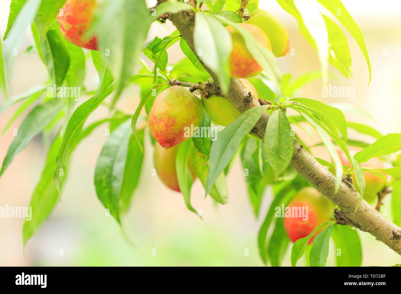 Peach trees full of fruit Stock Photo - Alamy