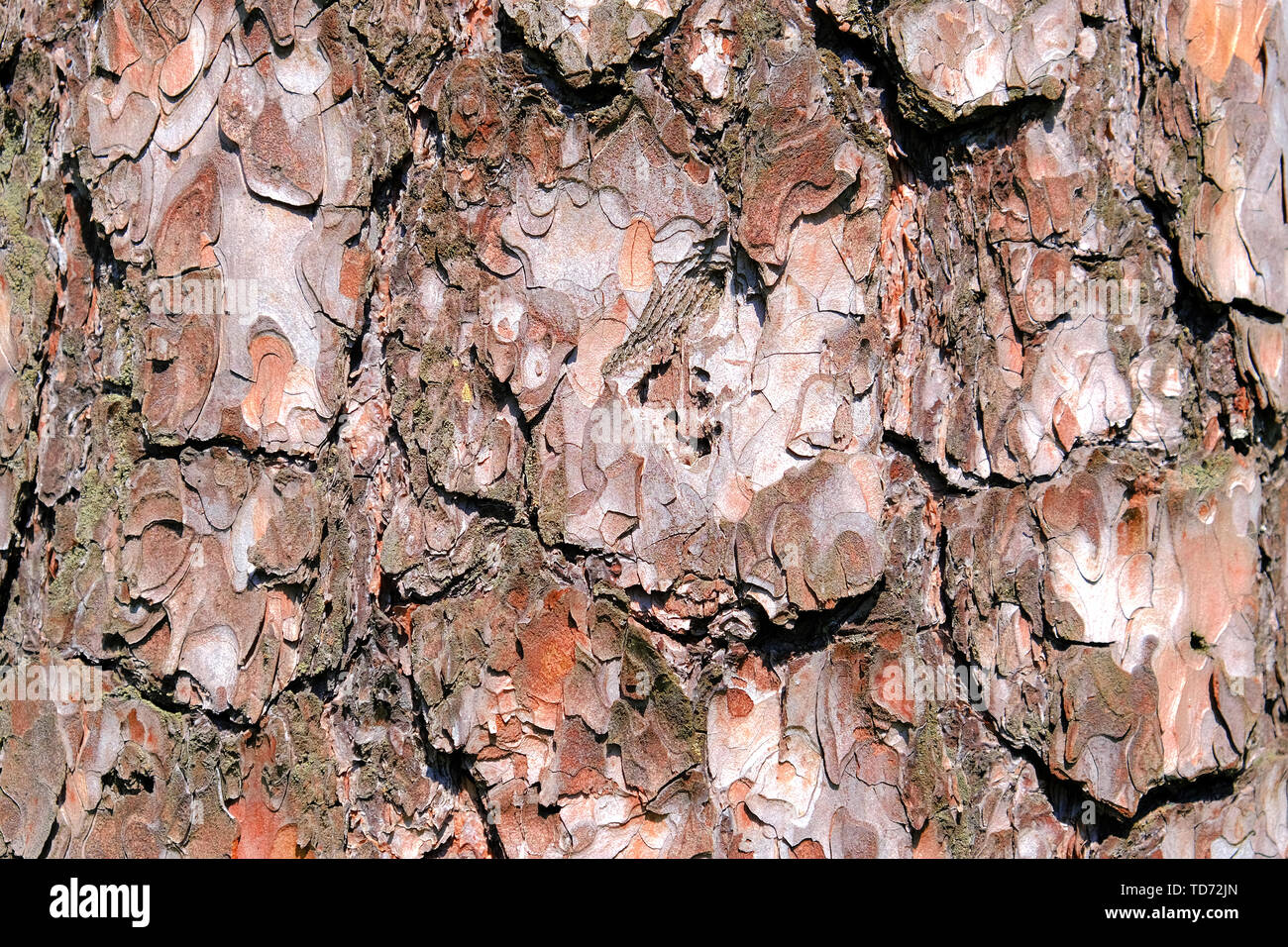 Drawing of dry tree bark hi-res stock photography and images - Alamy