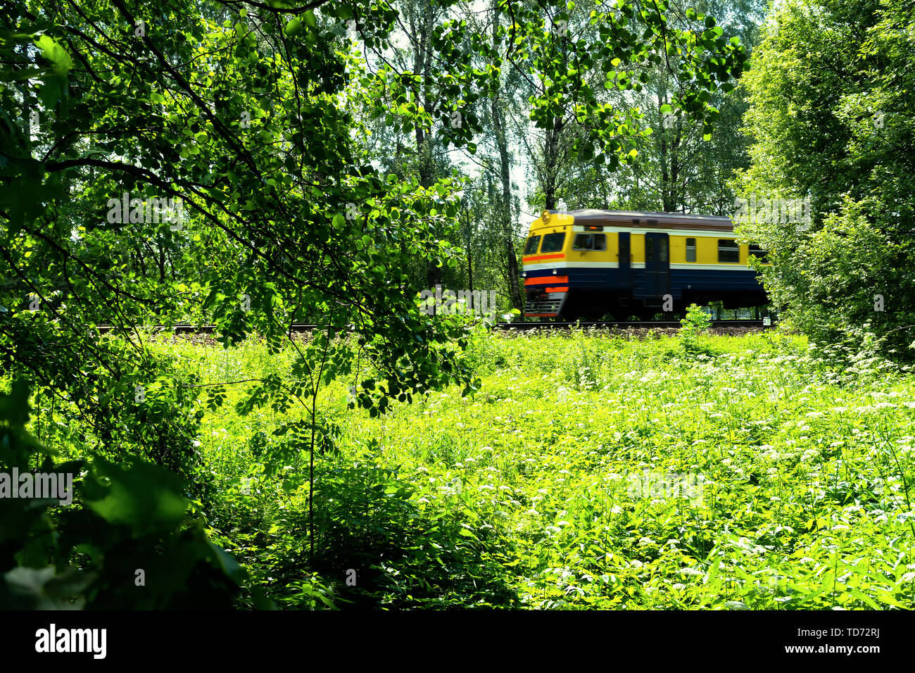 The train rides through the forest Stock Photo - Alamy