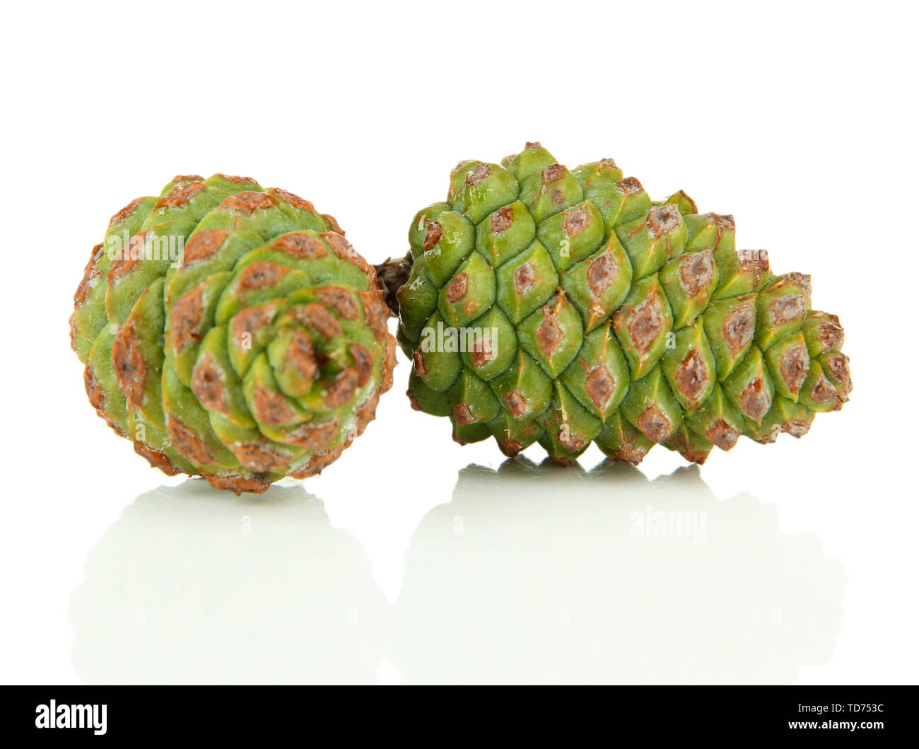 Green pine cones isolated on white Stock Photo - Alamy