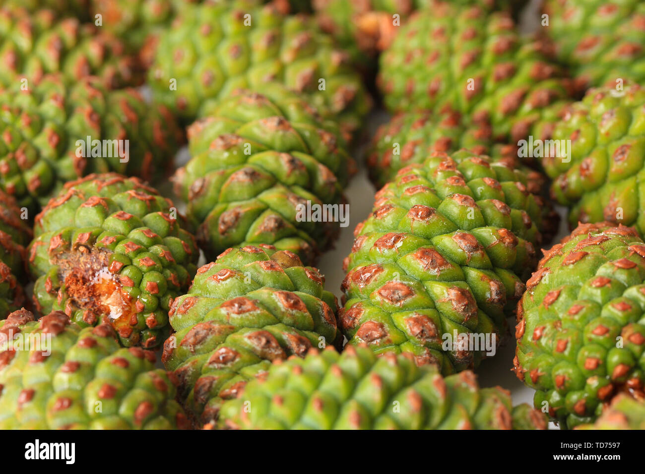Green pine cones, close up Stock Photo - Alamy