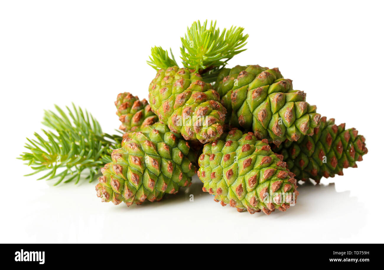 Young fir cones on Cut Out Stock Images & Pictures - Alamy