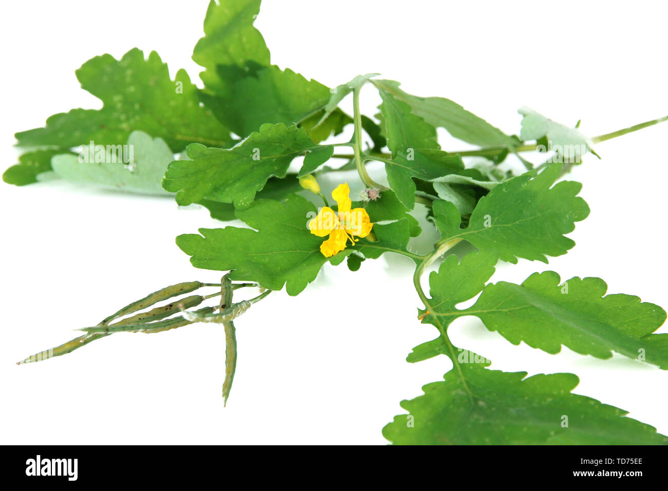 Blooming Celandine isolated on white Stock Photo - Alamy