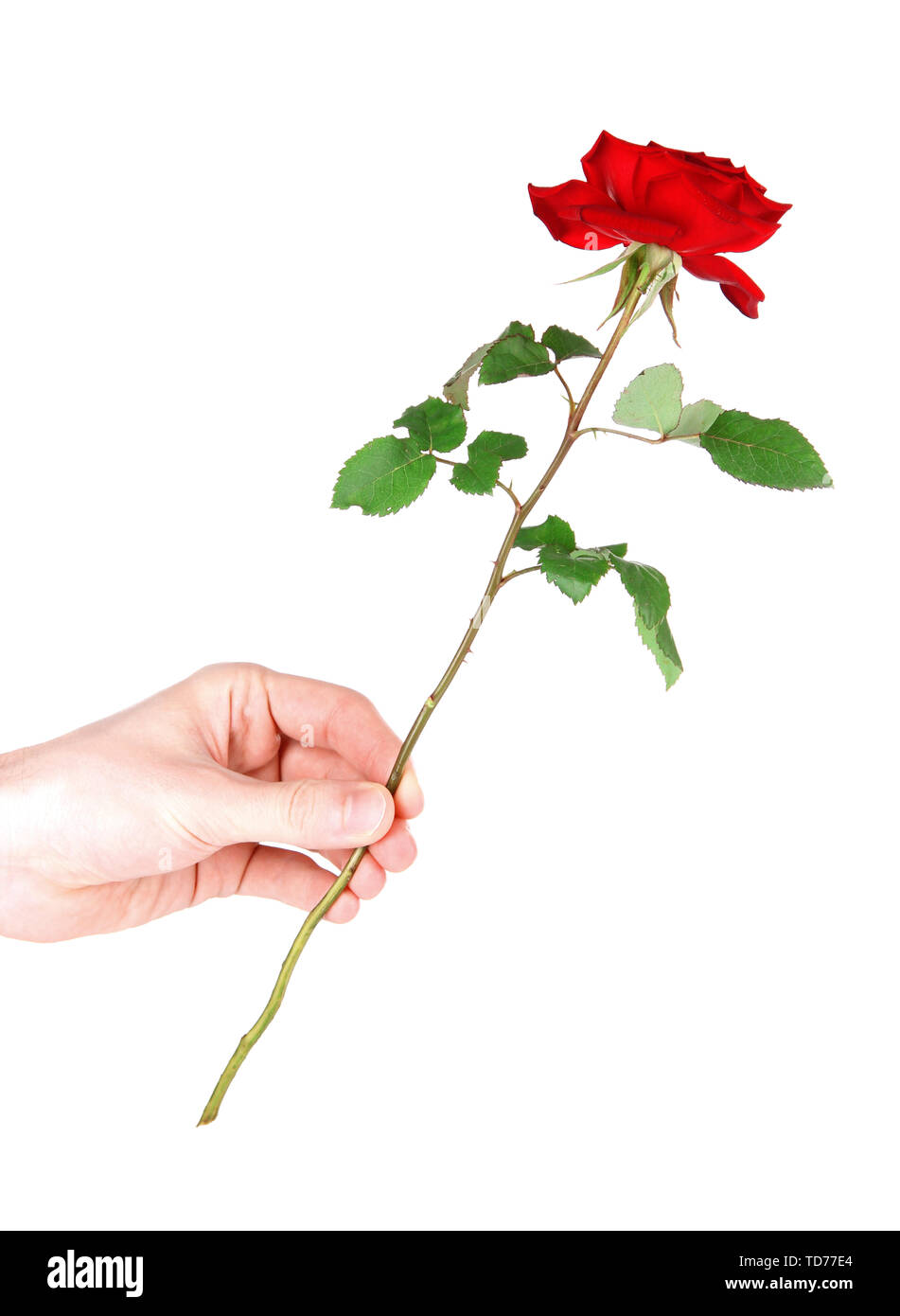 Giving a rose hi-res stock photography and images - Alamy