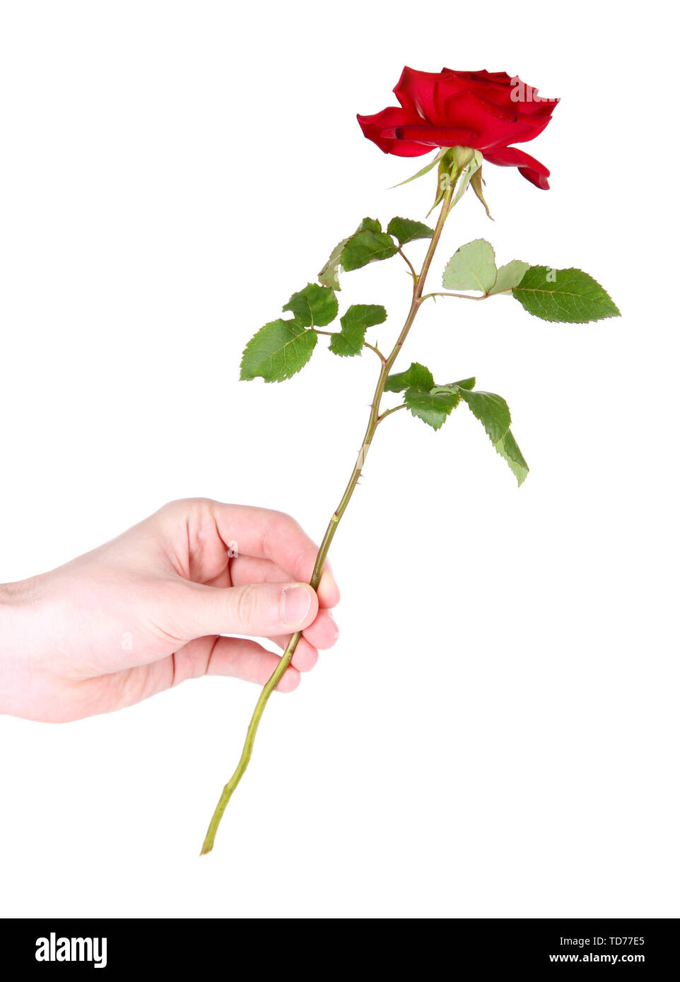 Man's hand giving a rose isolated on white Stock Photo - Alamy