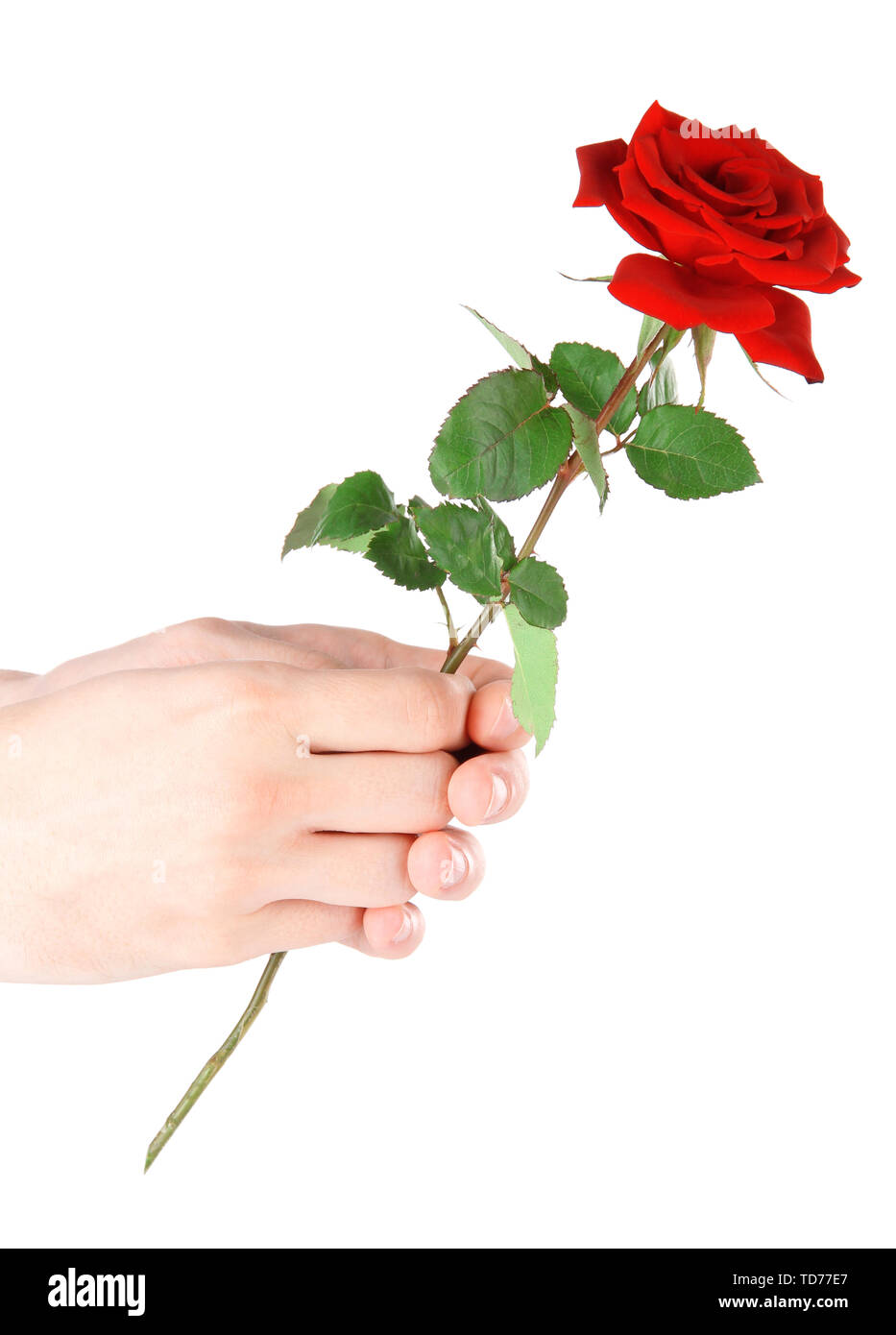 Man's hand giving a rose isolated on white Stock Photo - Alamy