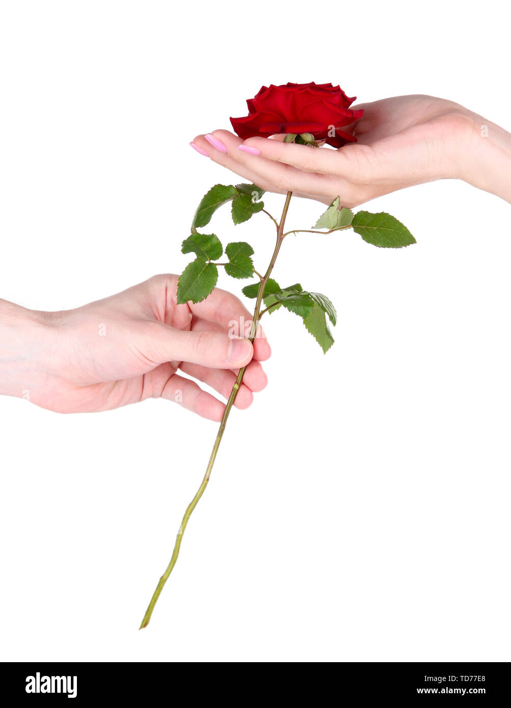 Mans hand giving rose hi-res stock photography and images - Alamy