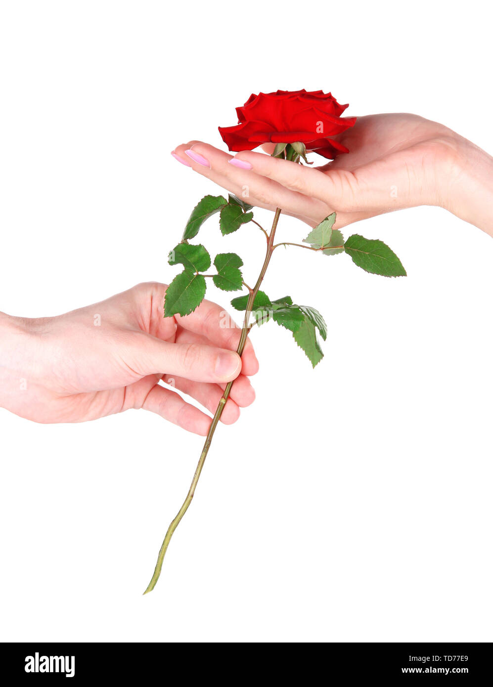 Man's hand giving a rose isolated on white Stock Photo - Alamy