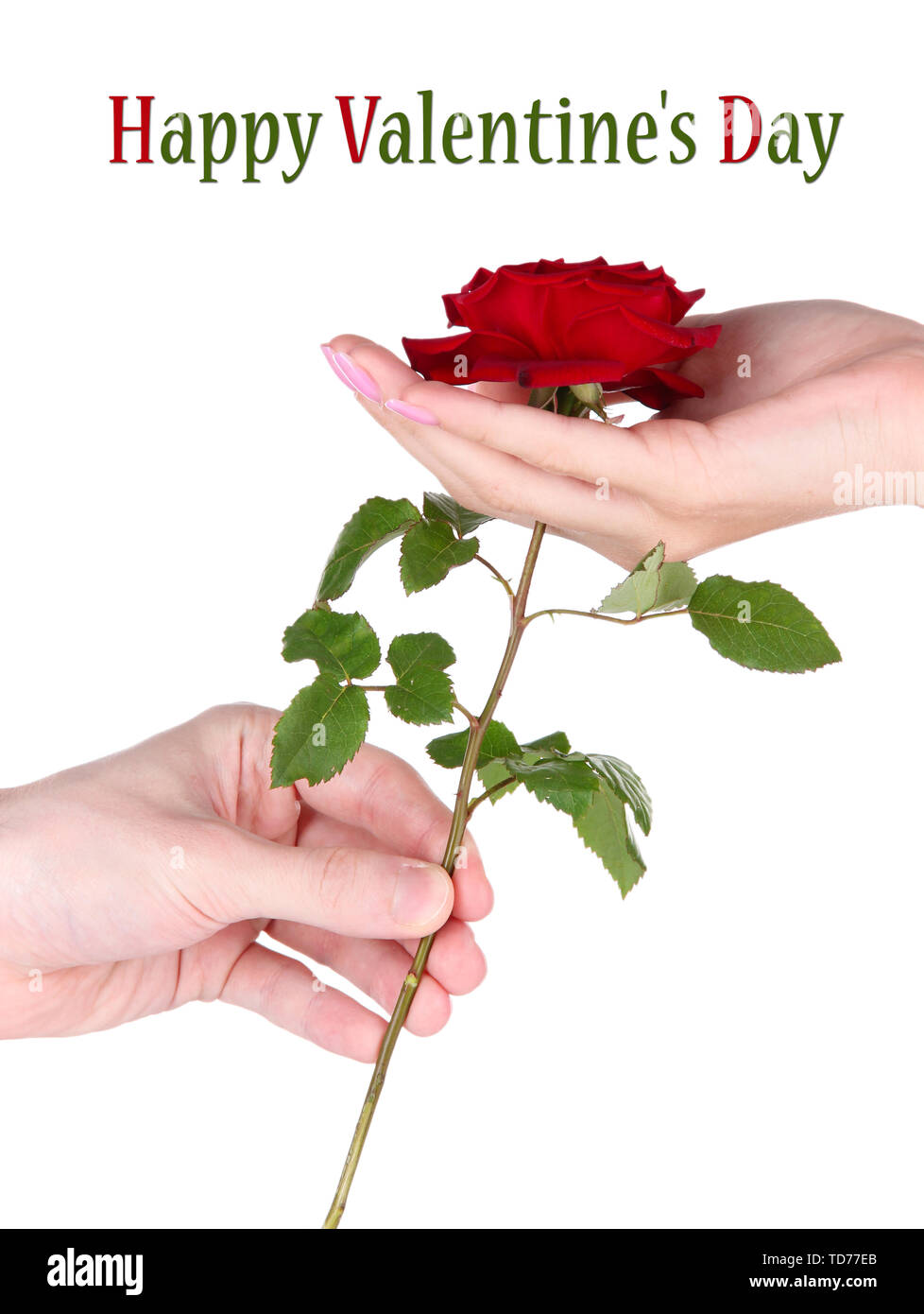 Hand giving rose isolated on white Stock Photo - Alamy