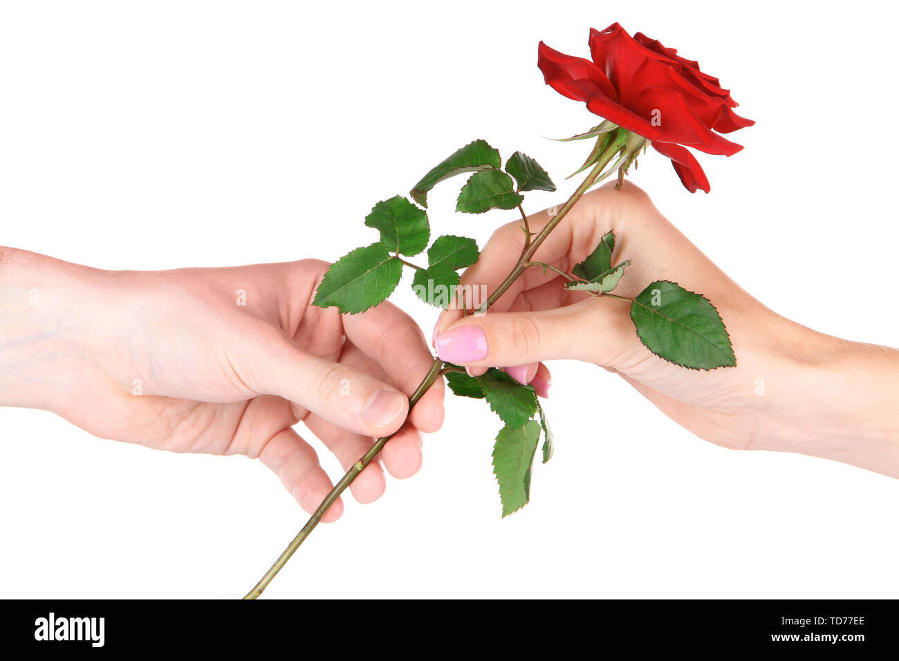 Mans hand giving rose hi-res stock photography and images - Alamy