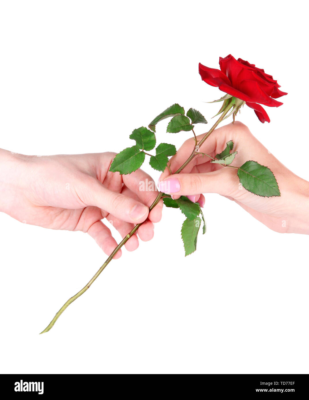 Man's hand giving a rose isolated on white Stock Photo - Alamy