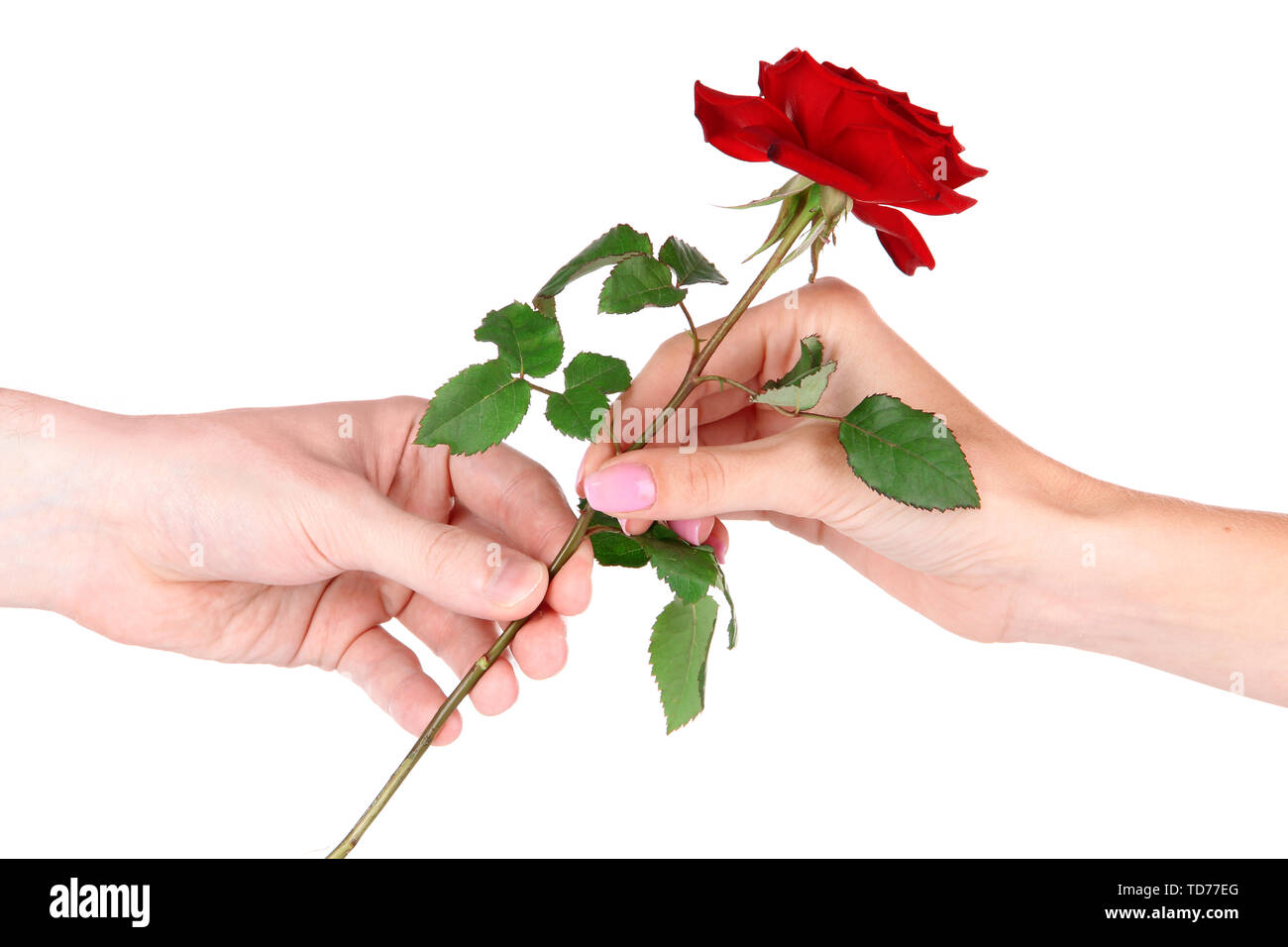 Mans hand giving rose hi-res stock photography and images - Alamy