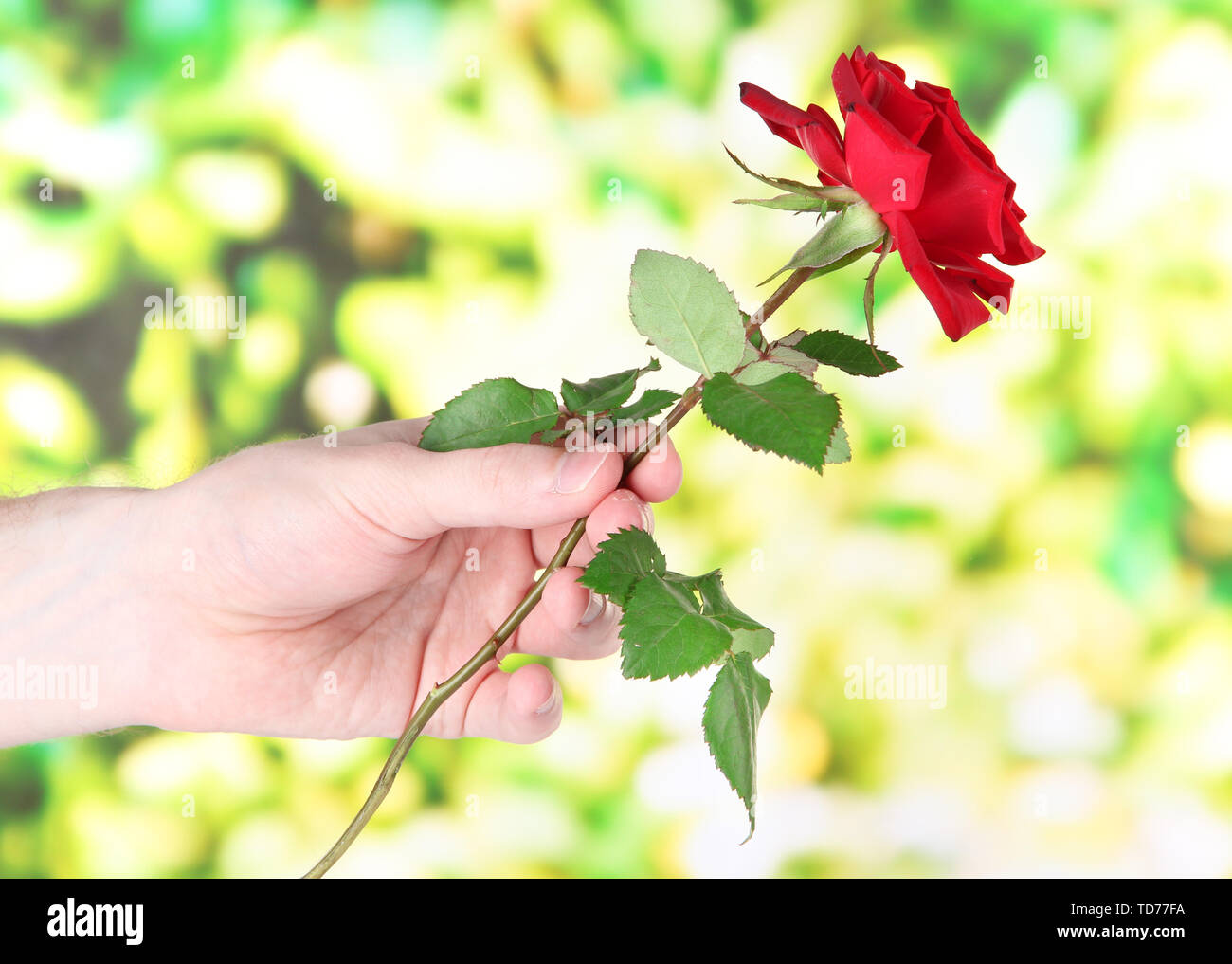Mans hand giving rose hi-res stock photography and images - Alamy
