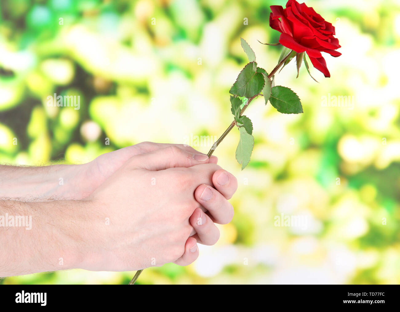 Mans hand giving rose hi-res stock photography and images - Alamy