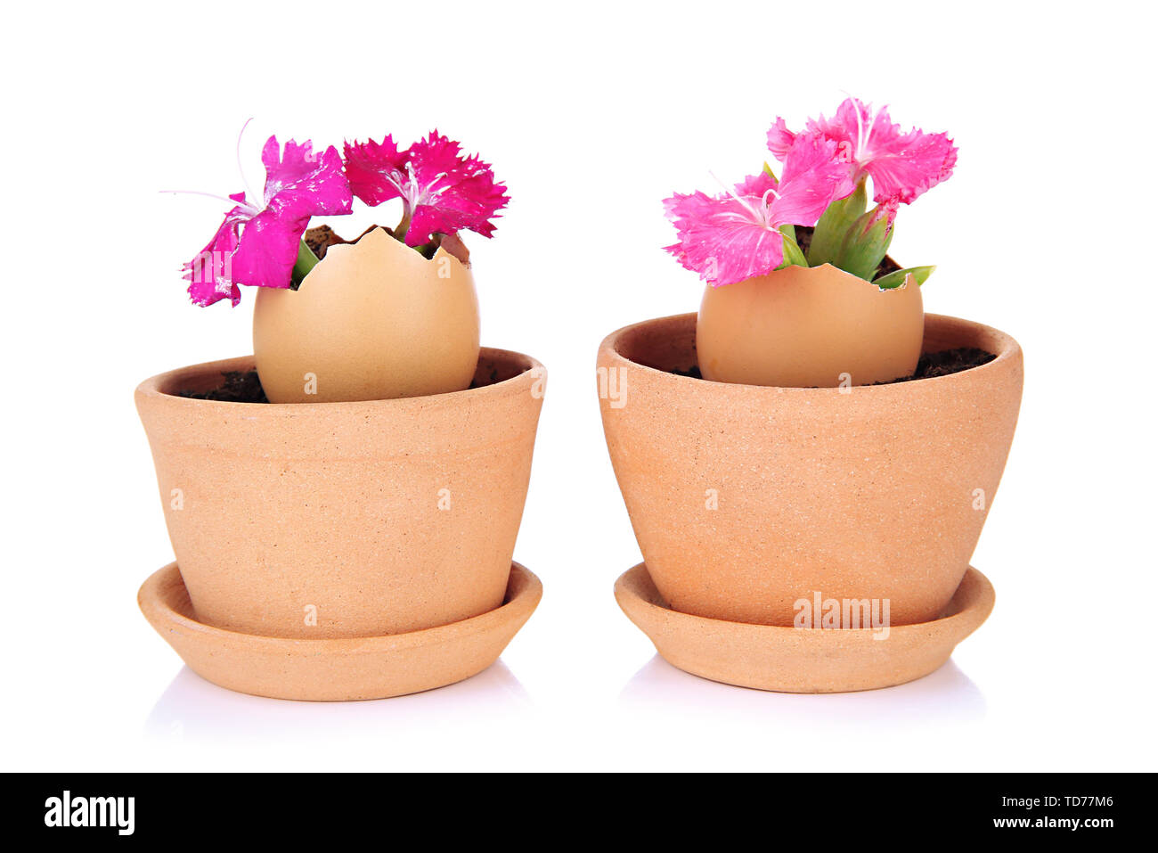 Flowers growing from egg shell, isolated on white Stock Photo - Alamy