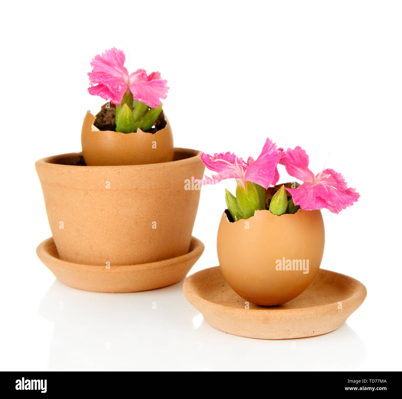 Flowers growing from egg shell, isolated on white Stock Photo - Alamy