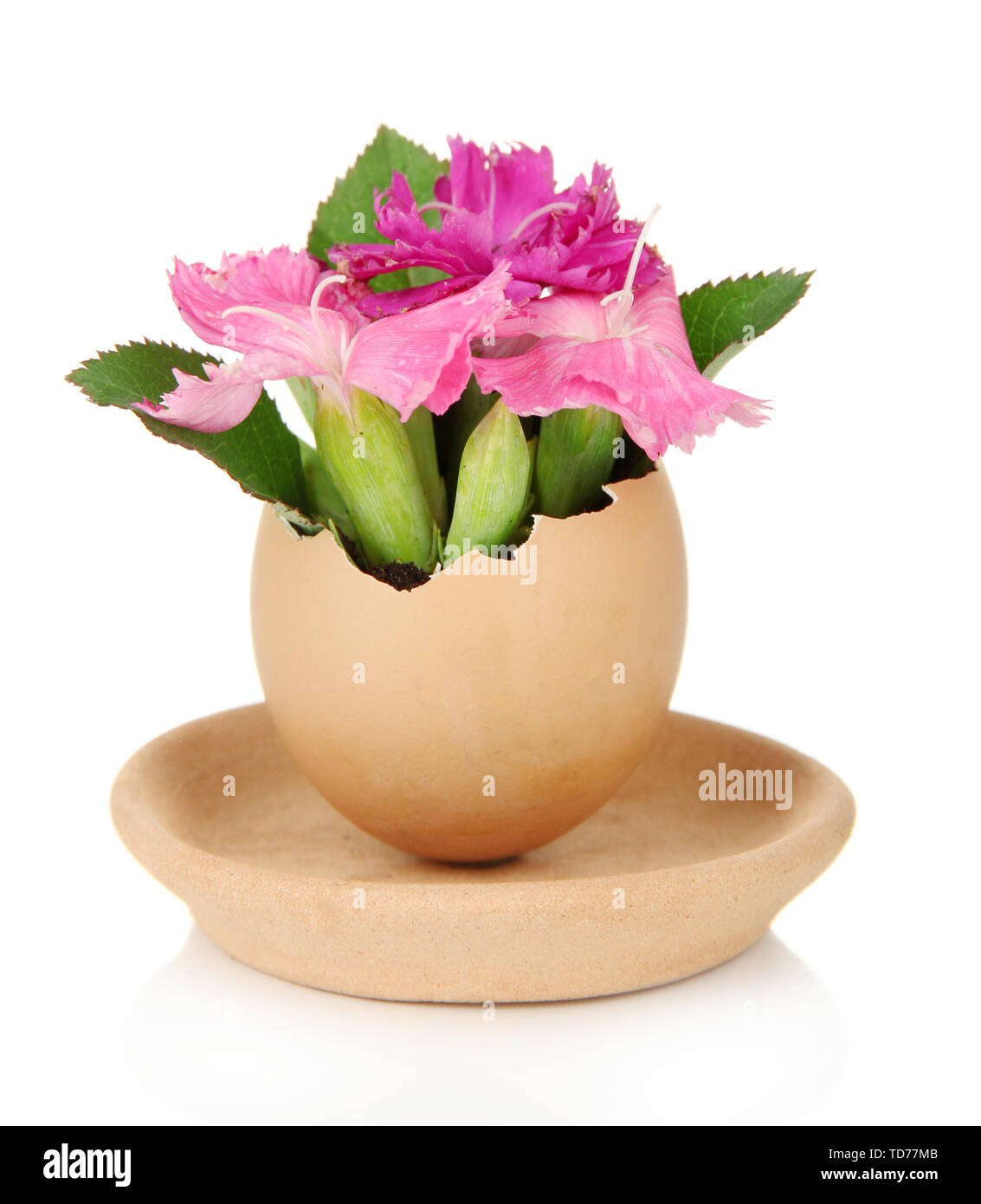 Flowers growing from egg shell, isolated on white Stock Photo - Alamy