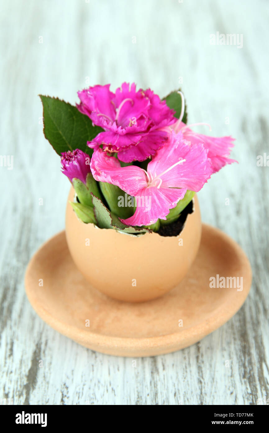 Flowers growing from egg shell, on wooden background Stock Photo - Alamy
