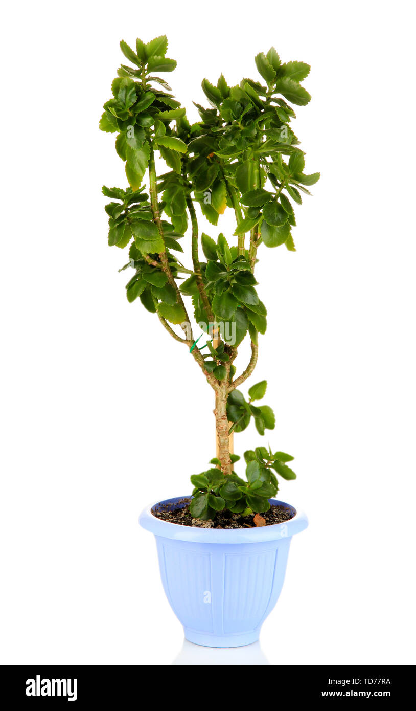 Money tree isolated on white Stock Photo - Alamy