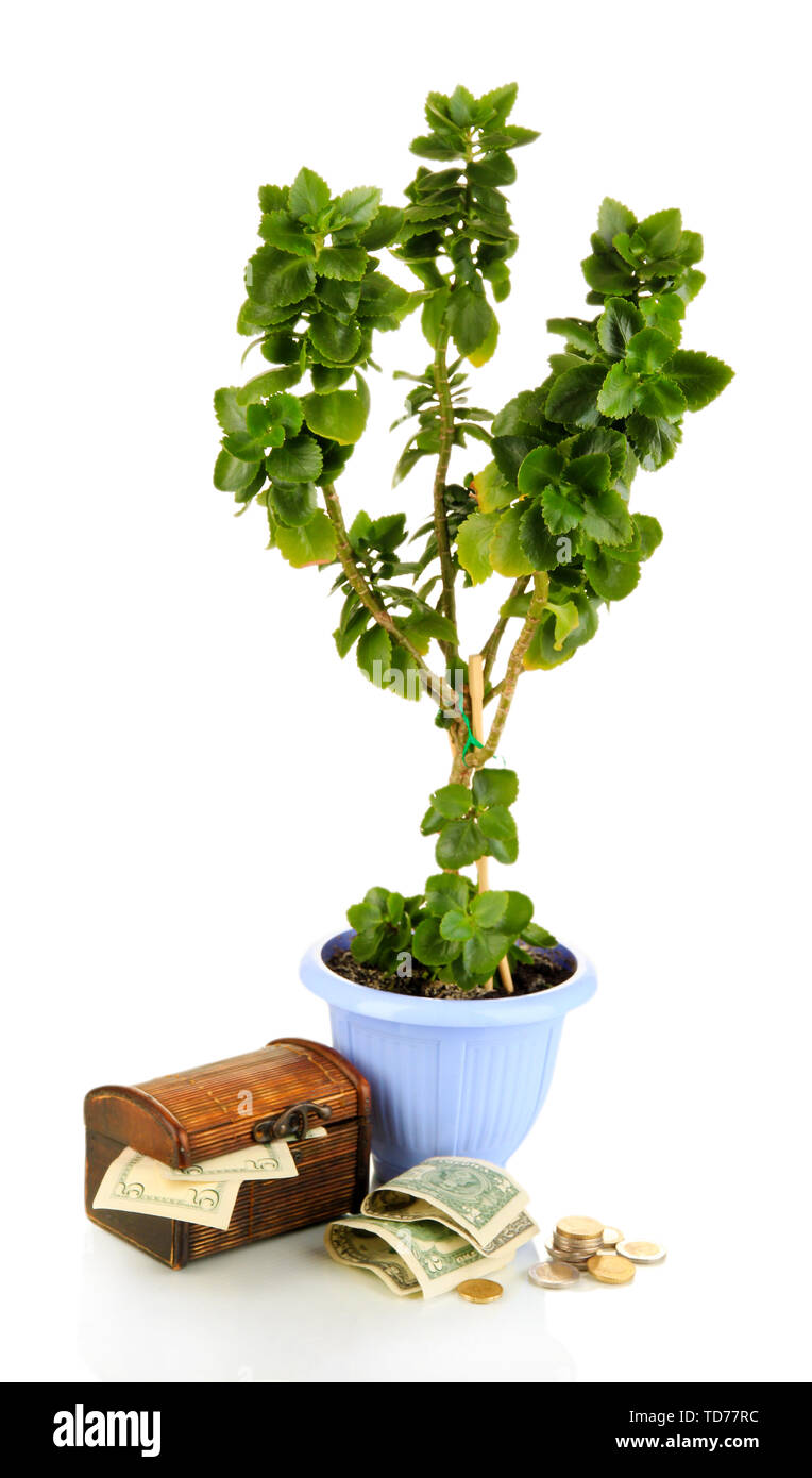 Money tree with money isolated on white Stock Photo - Alamy