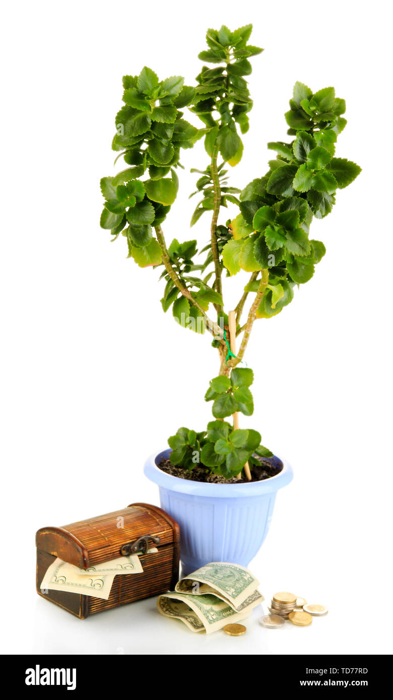 Money tree with money isolated on white Stock Photo - Alamy