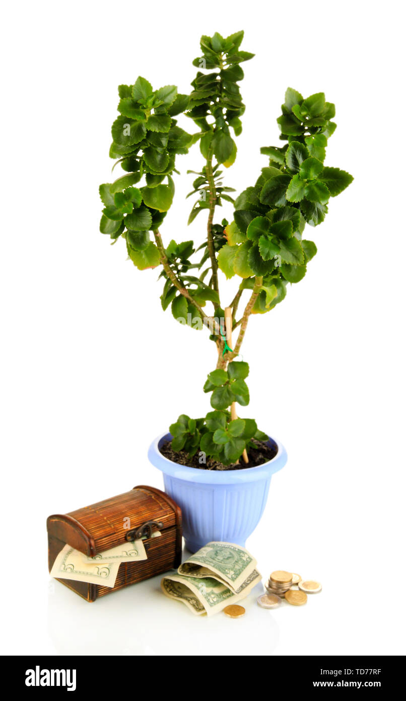 Money tree with money isolated on white Stock Photo - Alamy