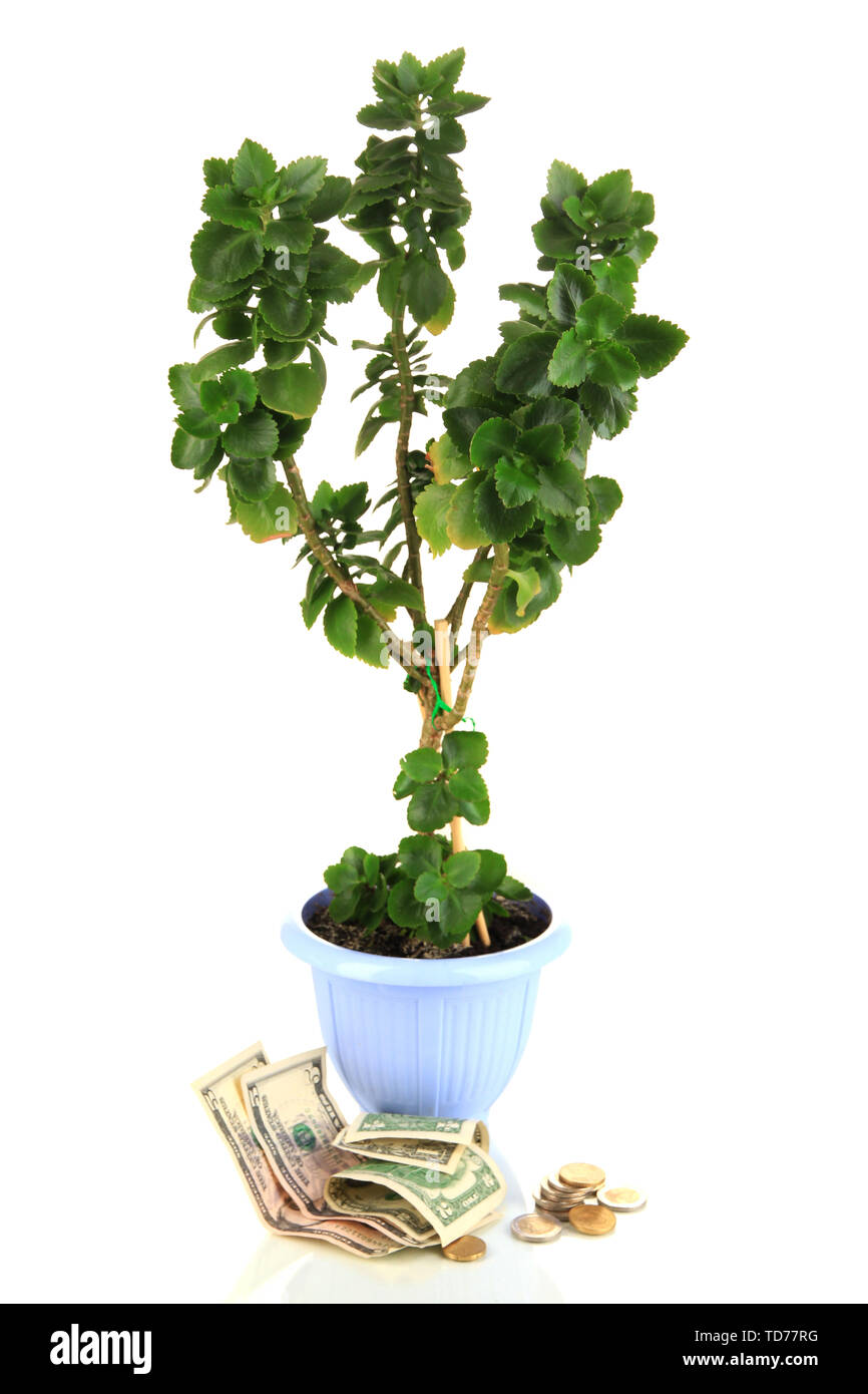 Money tree with money isolated on white Stock Photo - Alamy