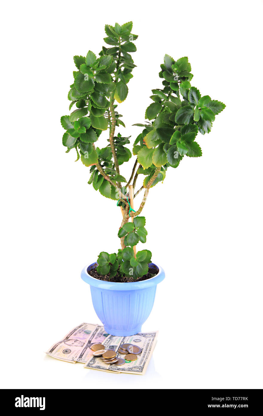 Money tree with money isolated on white Stock Photo - Alamy