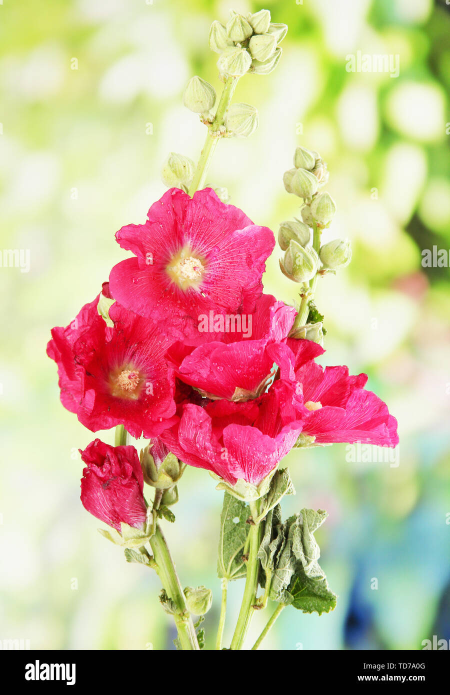 Pink mallow flowers in garden Stock Photo - Alamy