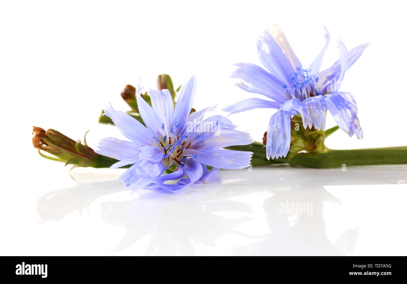 Chicory flowers, isolated on white Stock Photo - Alamy