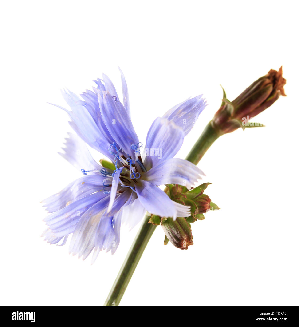 Photo chicory blue flower hi-res stock photography and images - Alamy