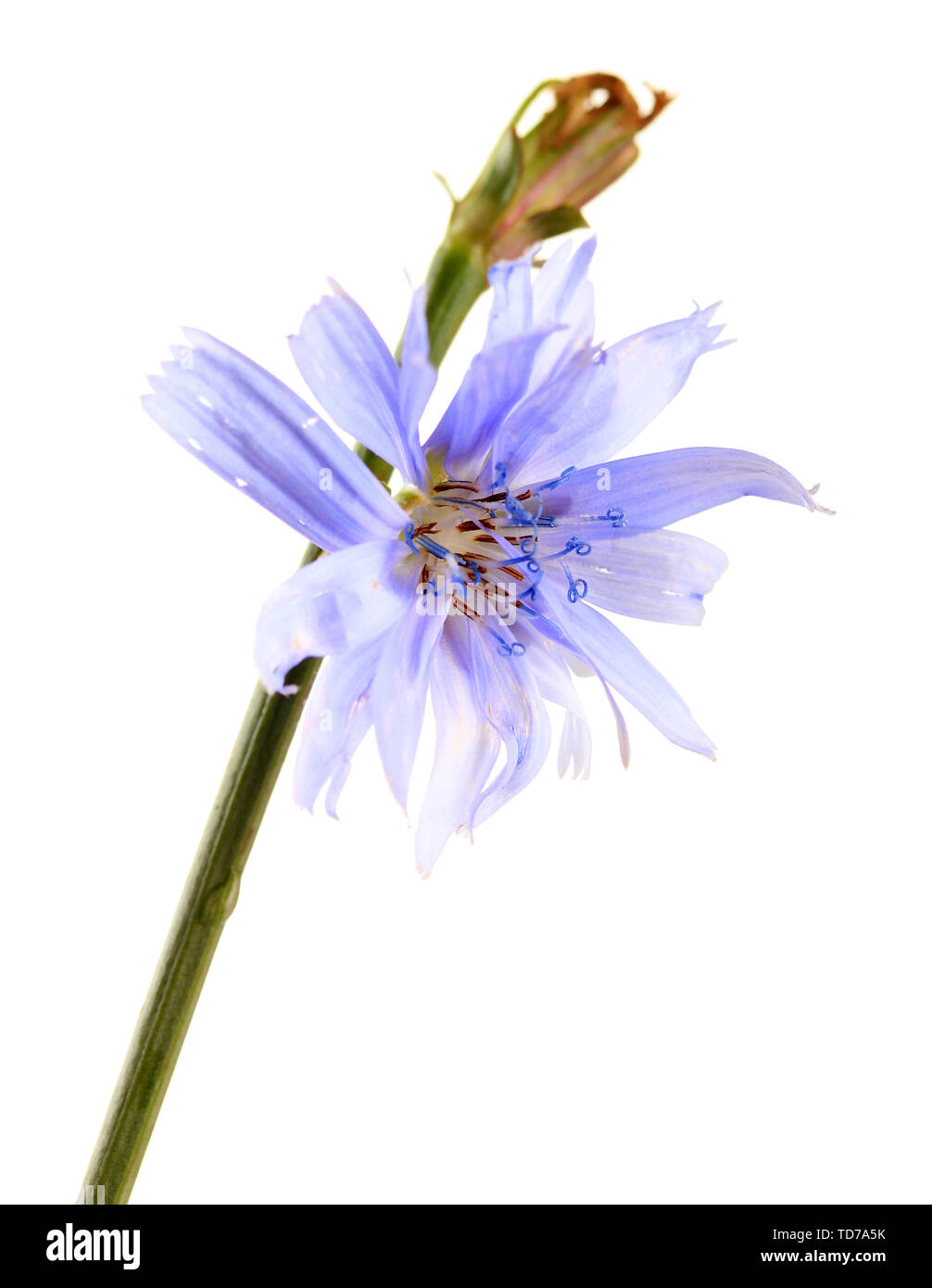 Chicory flower, isolated on white Stock Photo - Alamy