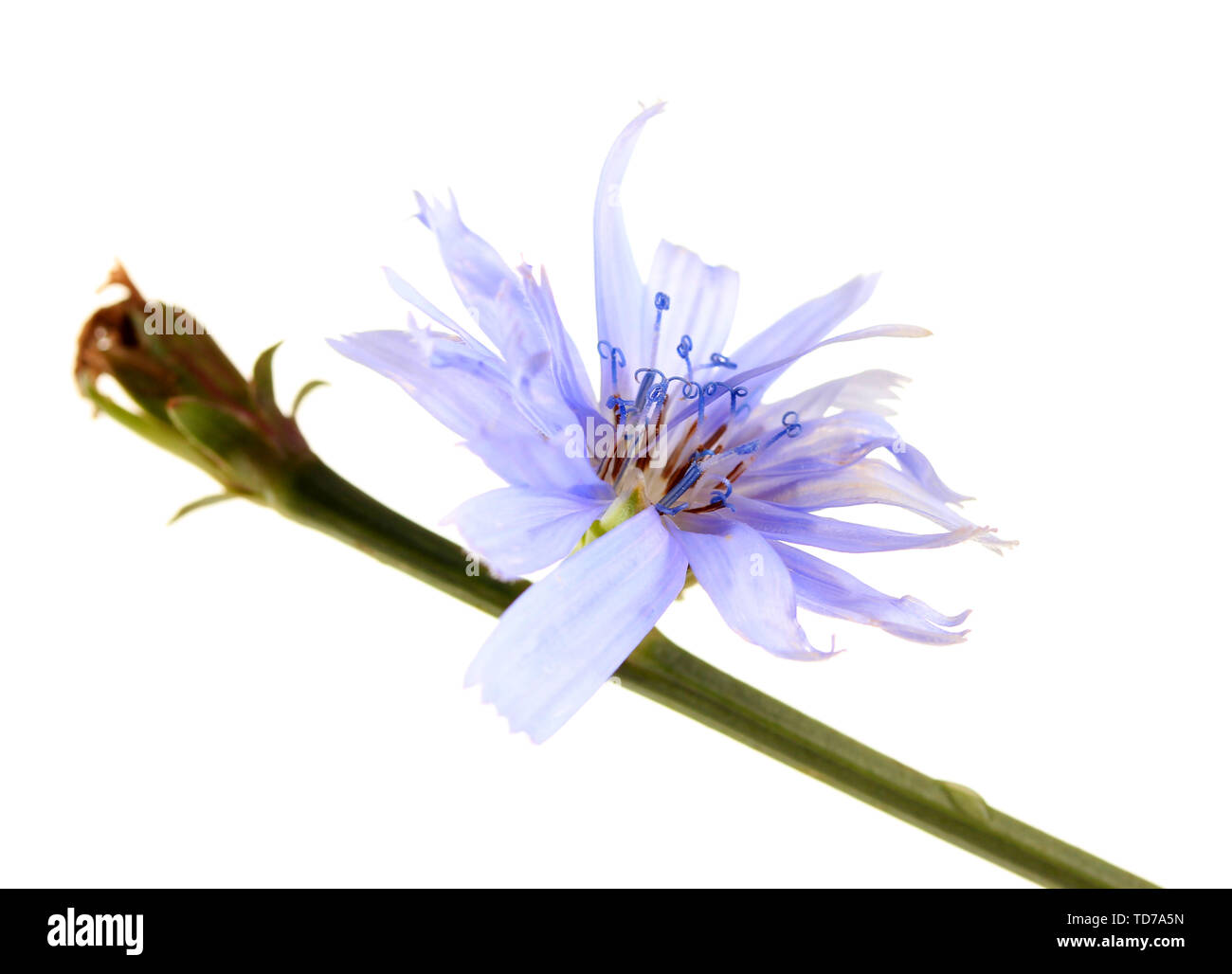 Chicory flower, isolated on white Stock Photo - Alamy