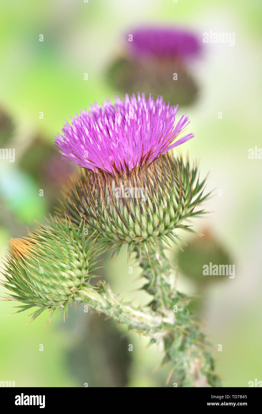 Thistle flowers on nature background Stock Photo - Alamy
