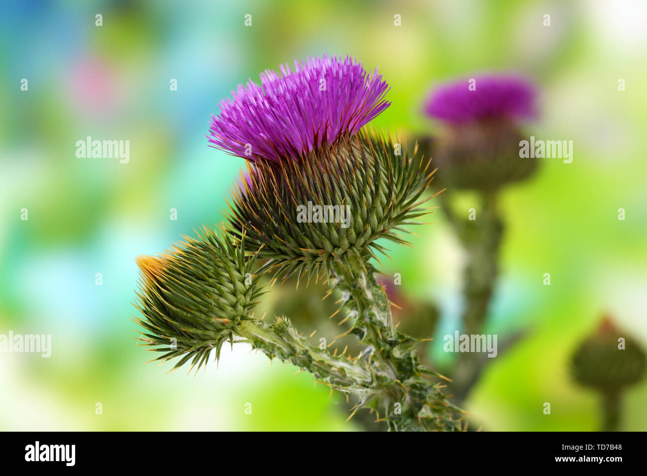 Thistle flowers on nature background Stock Photo - Alamy